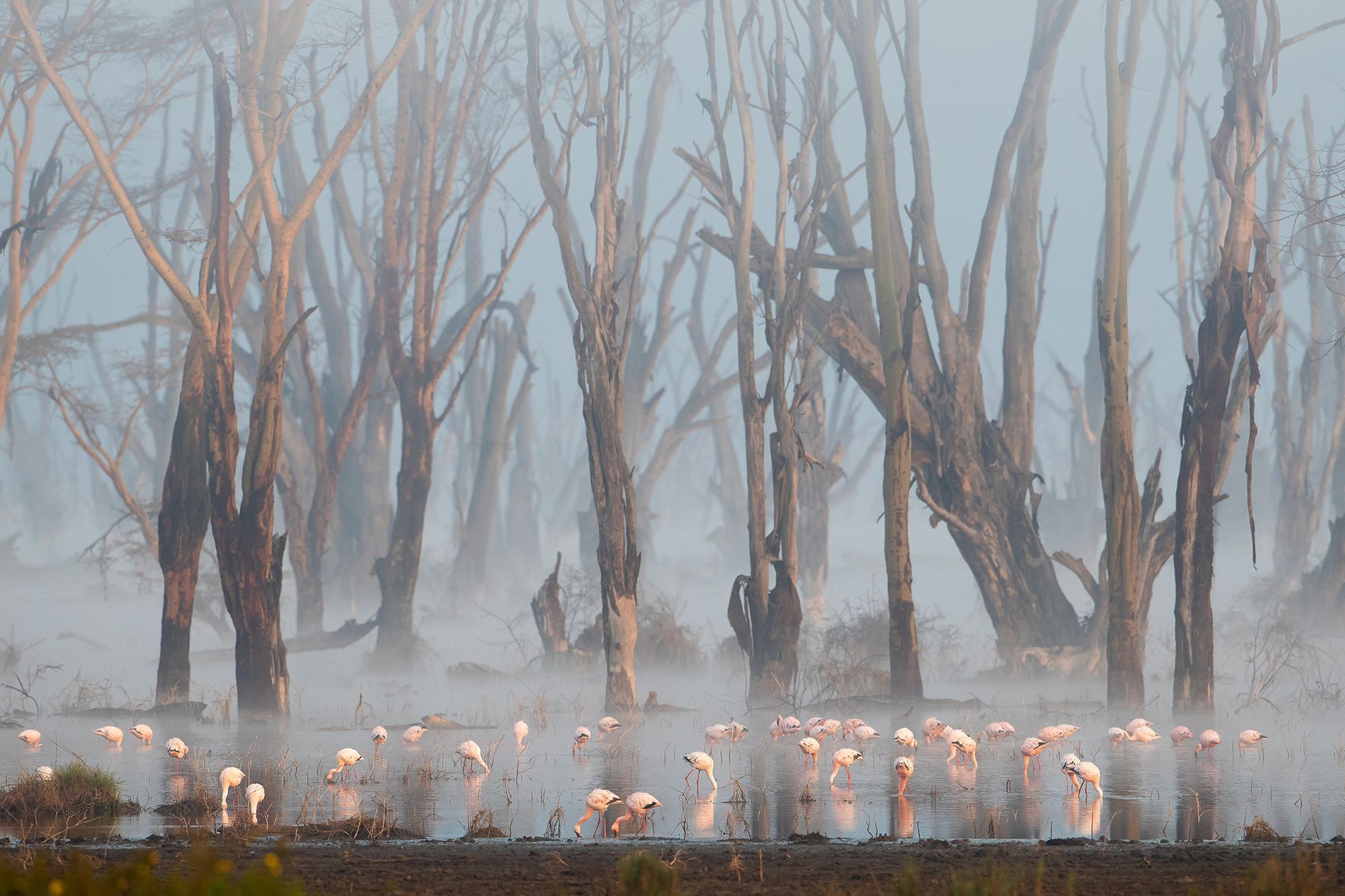 Nejlepší česká fotografie přírody: Czech Nature Photo vyhrál snímek ...