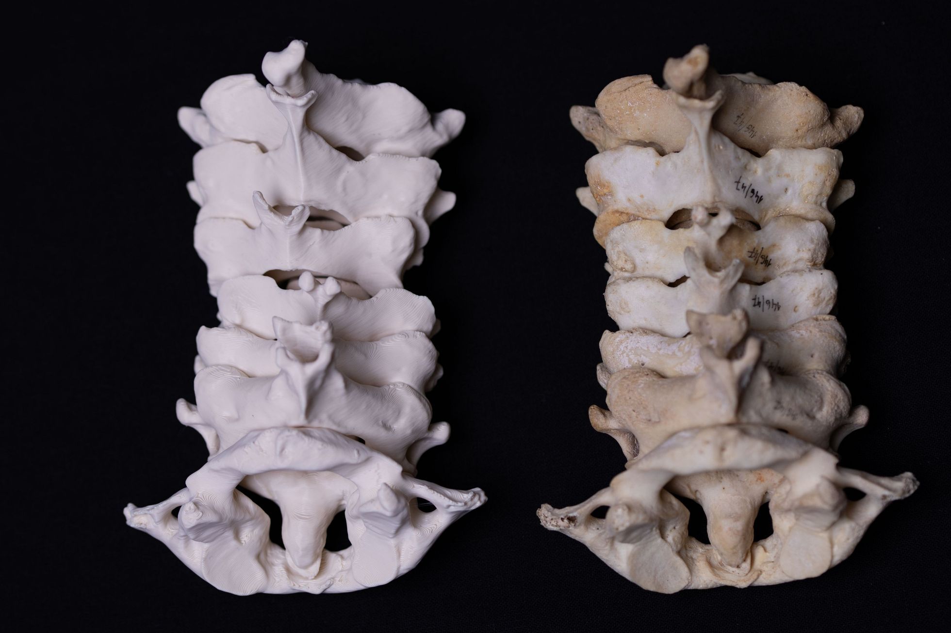 Lidské orgány ve 3D. Unikátní modely pro všechny, kteří chtějí lépe ...