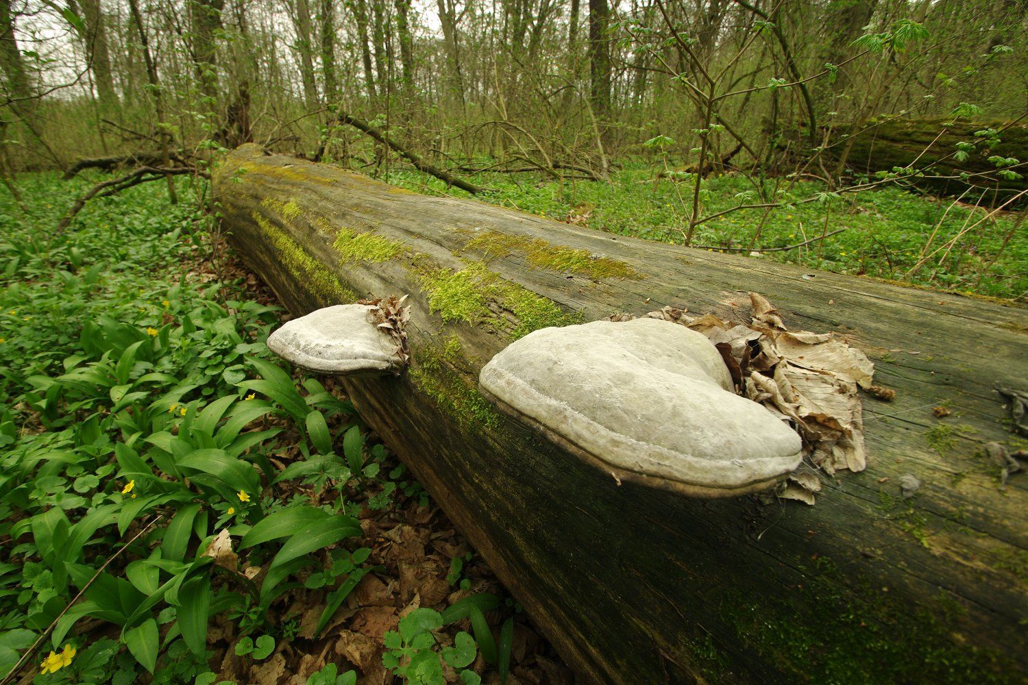 Obrazem: Lužní lesy i louky s mohutnými duby. Ze Soutoku bude nová CHKO ...