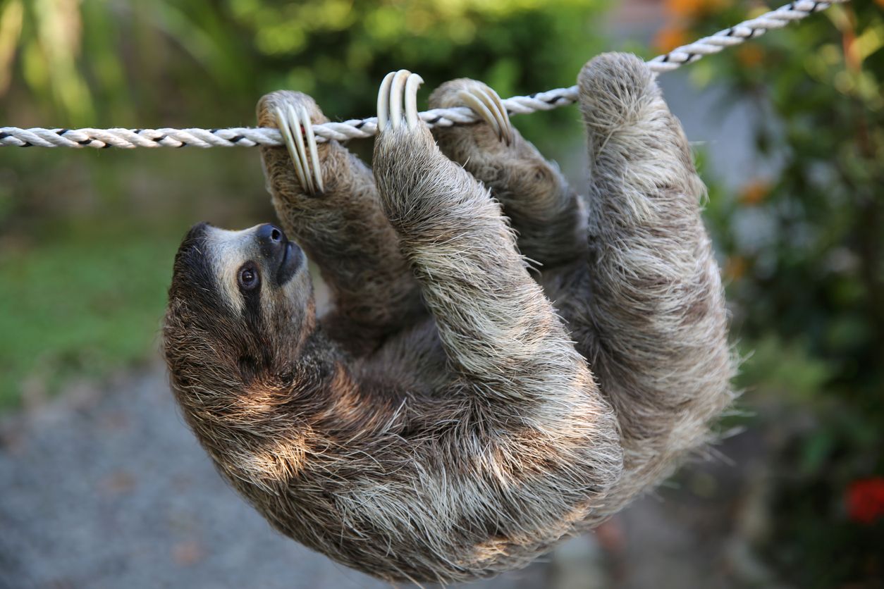 20 podivných faktů o zvířatech, které jste netušili - Žena.cz - magazín ...