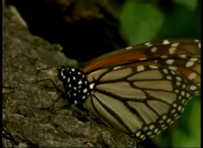 Jako tažní ptáci. Motýli letí za teplem - Aktuálně.cz