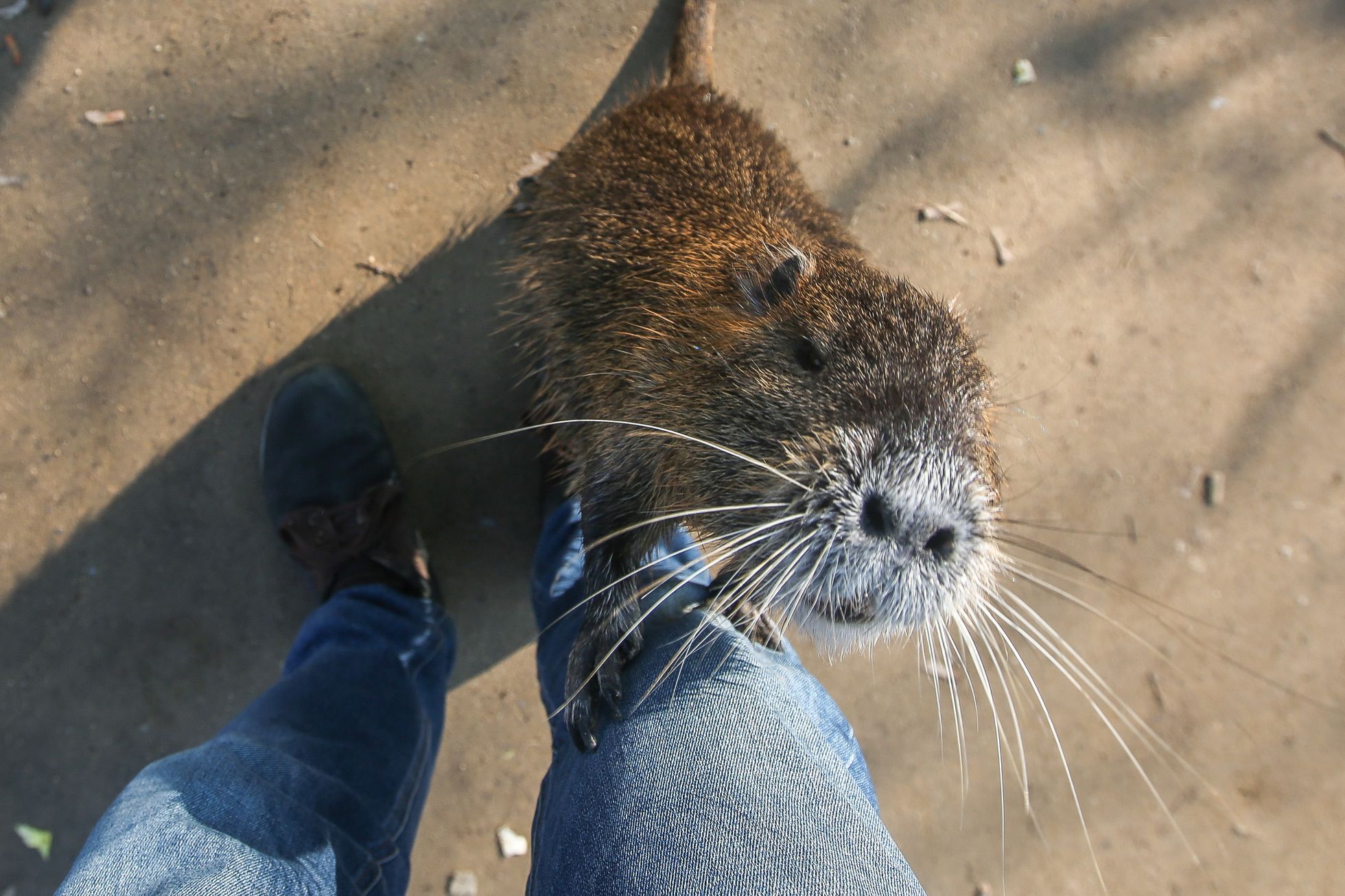 Foto: Nekrmte nutrie, prosí Praha. Chlupáči se ale stali atrakcí ...
