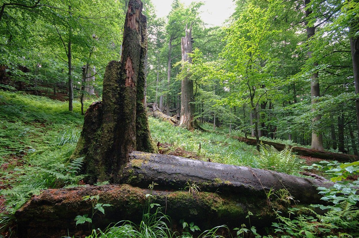 Foto: Pralesy a ojediněle pestrá krajina Beskyd jsou chráněny zákonem ...