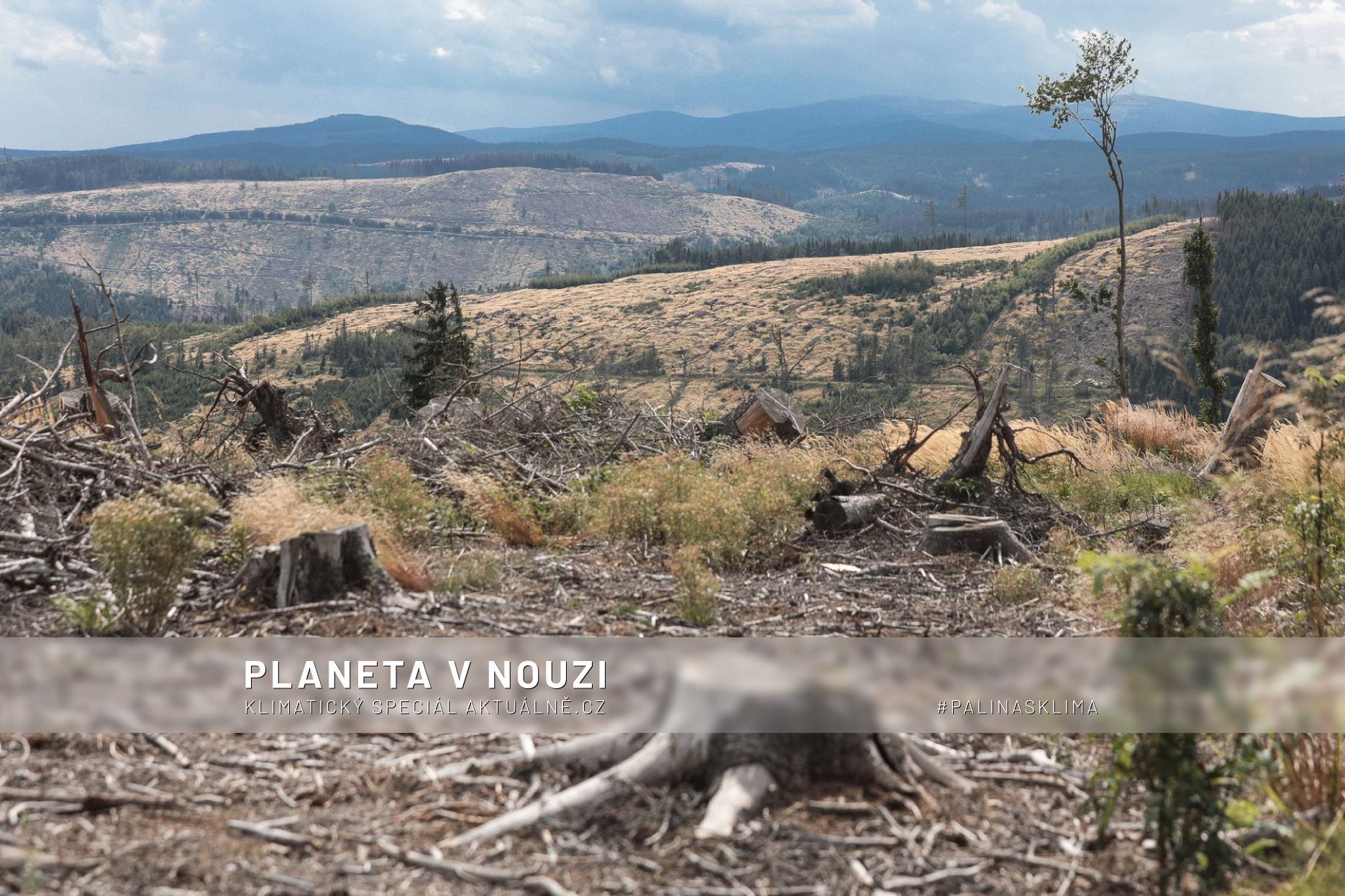 Kůrovec je úžasný tvor, říká vědec - Aktuálně.cz