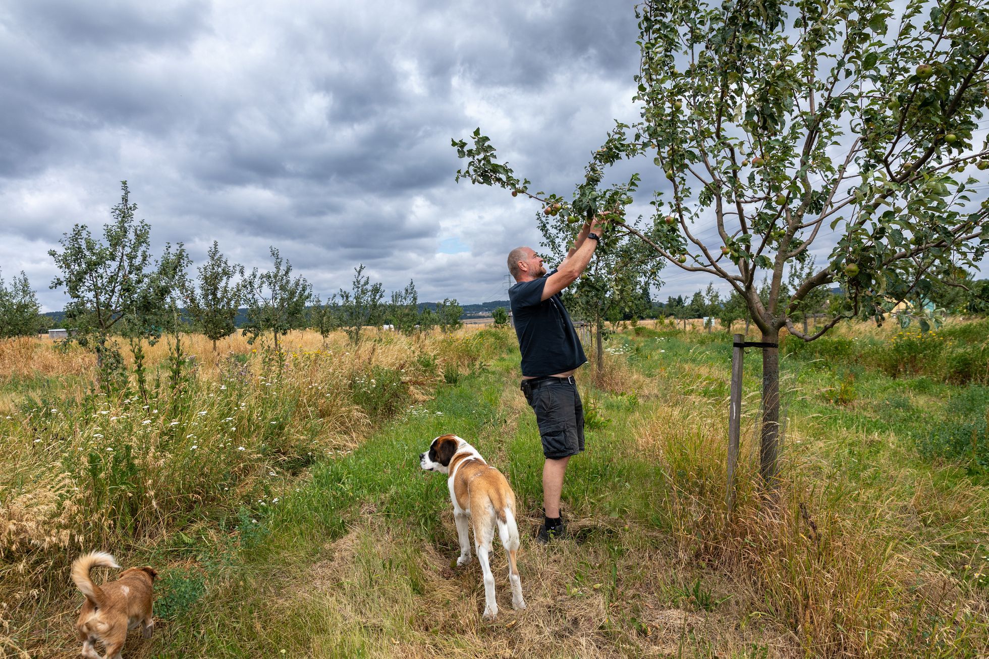 Za cider v Líšnici vyměnili byty v Praze. Ze zchátralého statku vznikl ...
