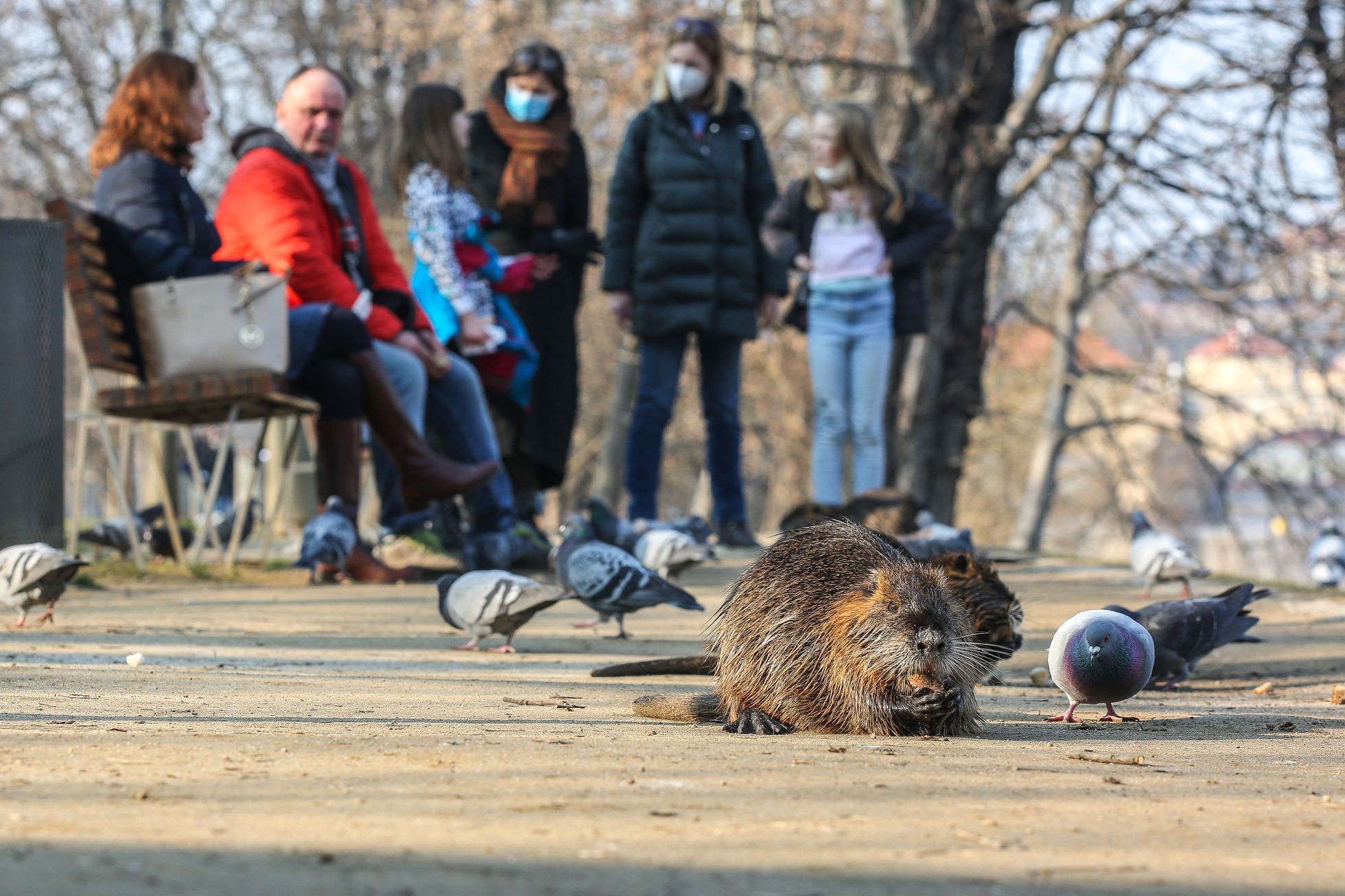 Foto: Nekrmte nutrie, prosí Praha. Chlupáči se ale stali atrakcí ...