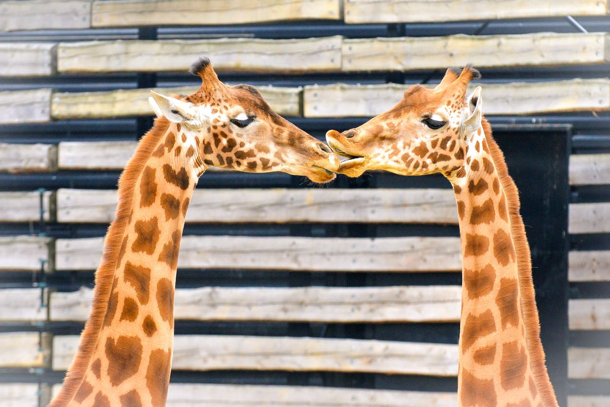 Zvířecí láska na fotkách. Polibky, které jen tak neuvidíte - Žena.cz ...