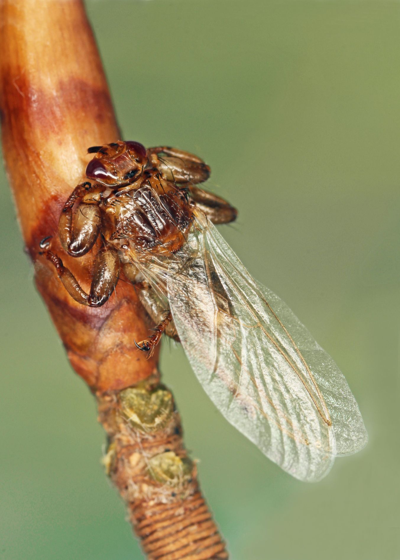 Foto: Kloše jeleního si lidé pletou s klíštětem, v mnohém se však liší ...