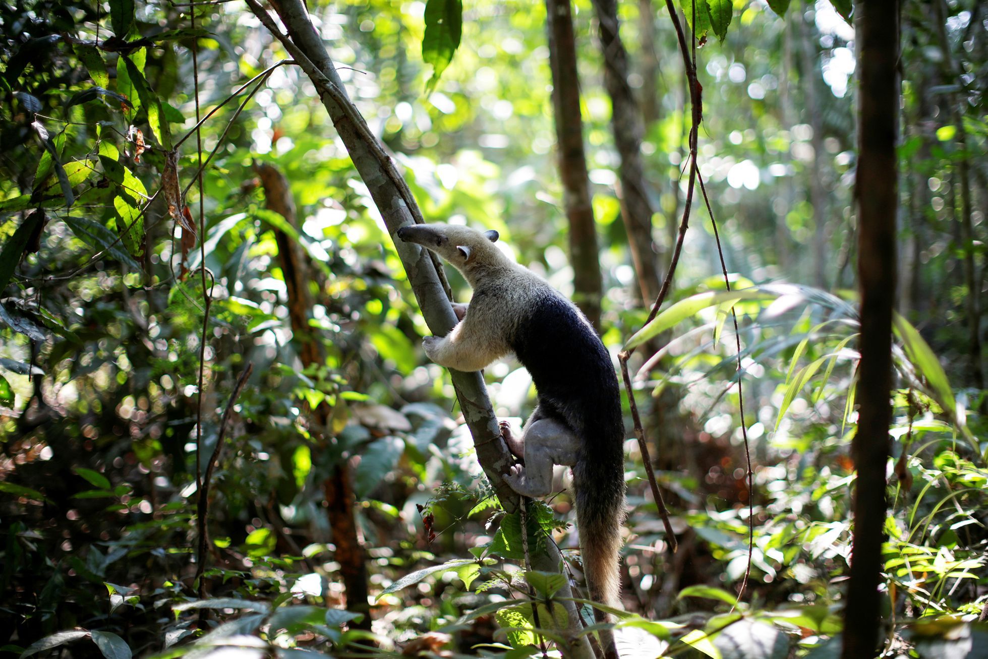 Prales hoří, lidé zachraňují zvířata. Dojemné i smutné fotky z Amazonie ...