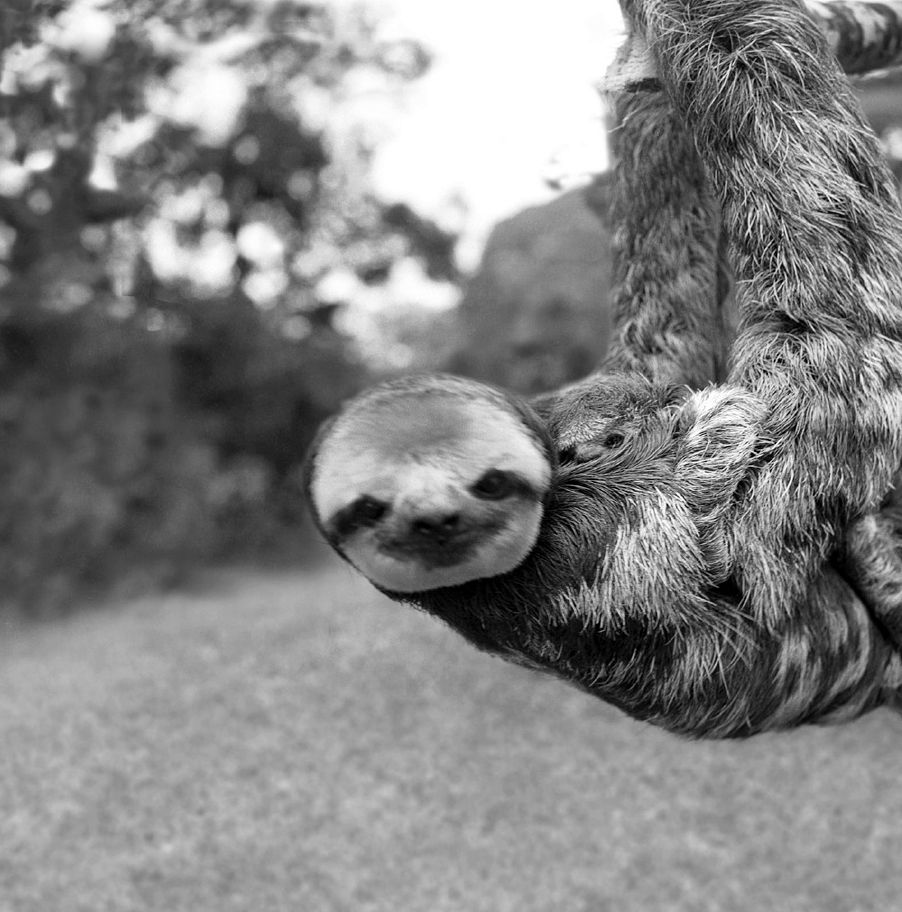 Lenochod zpanikařil. David Attenborough v knize vzpomíná na své první ...