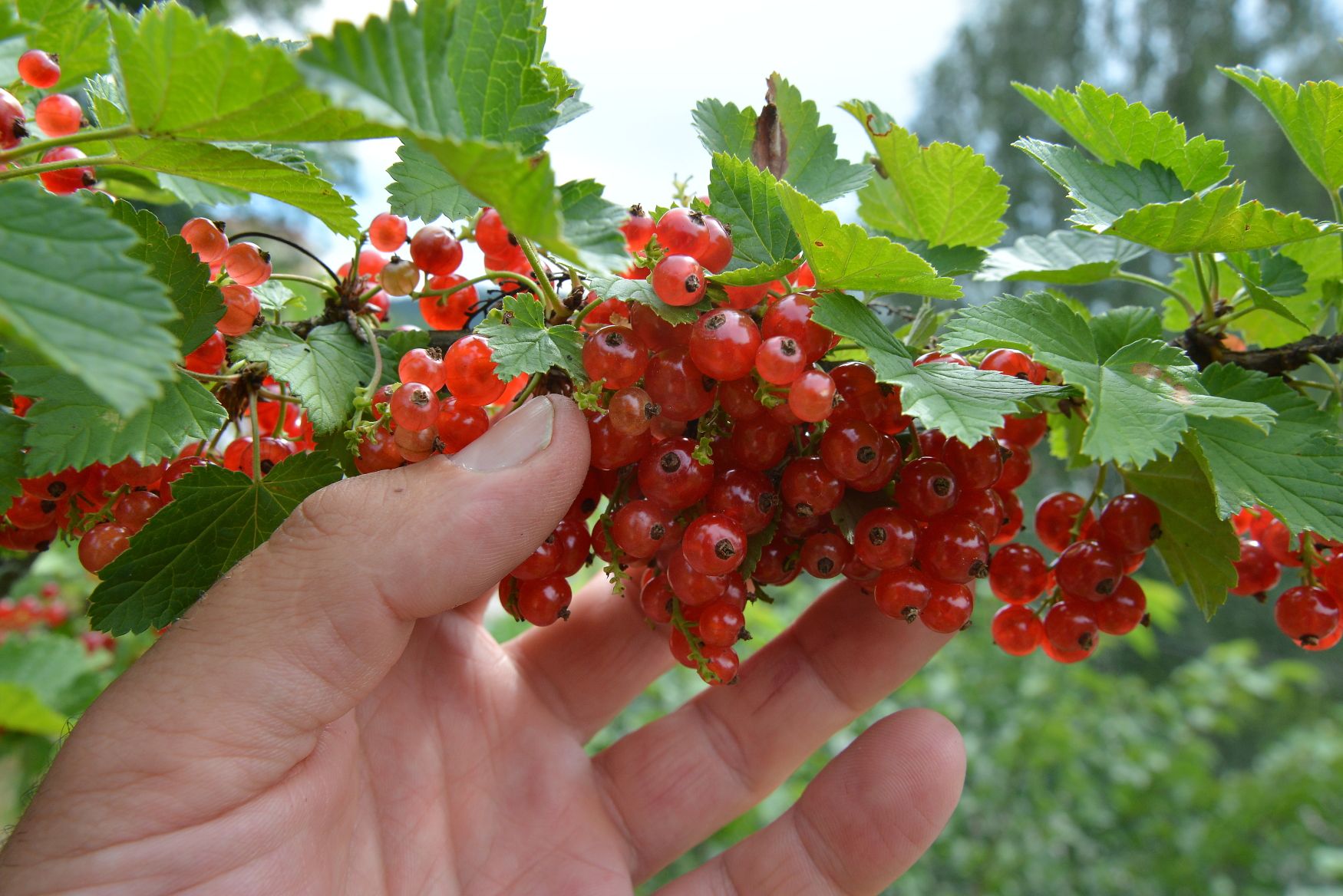 V Česku končí pěstování rybízu. Podniky o něj nejeví zájem, úroda ...