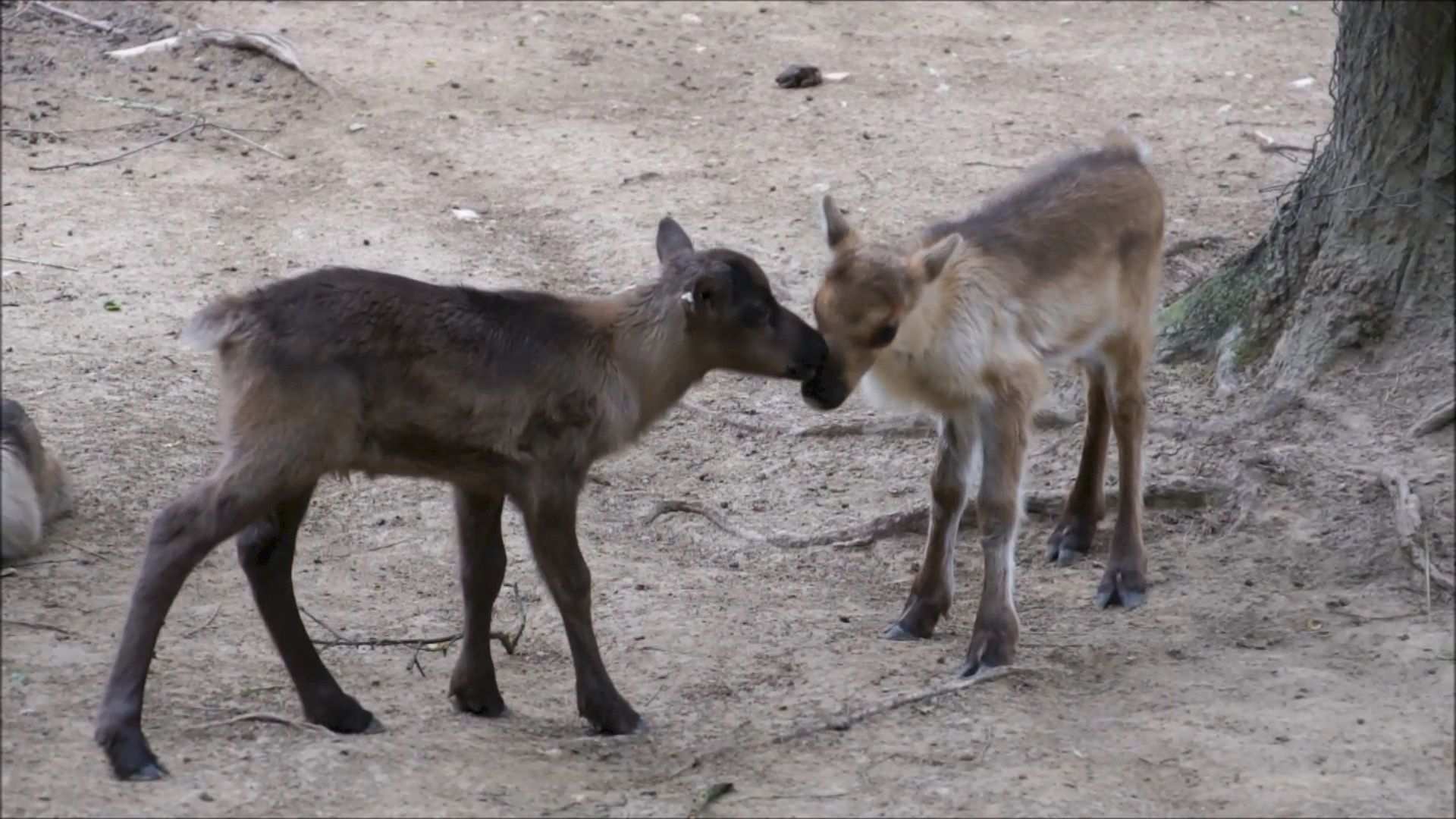 Jeden otec a pět potomků. Roztomilá sobí mláďata z Brna mají každá ...