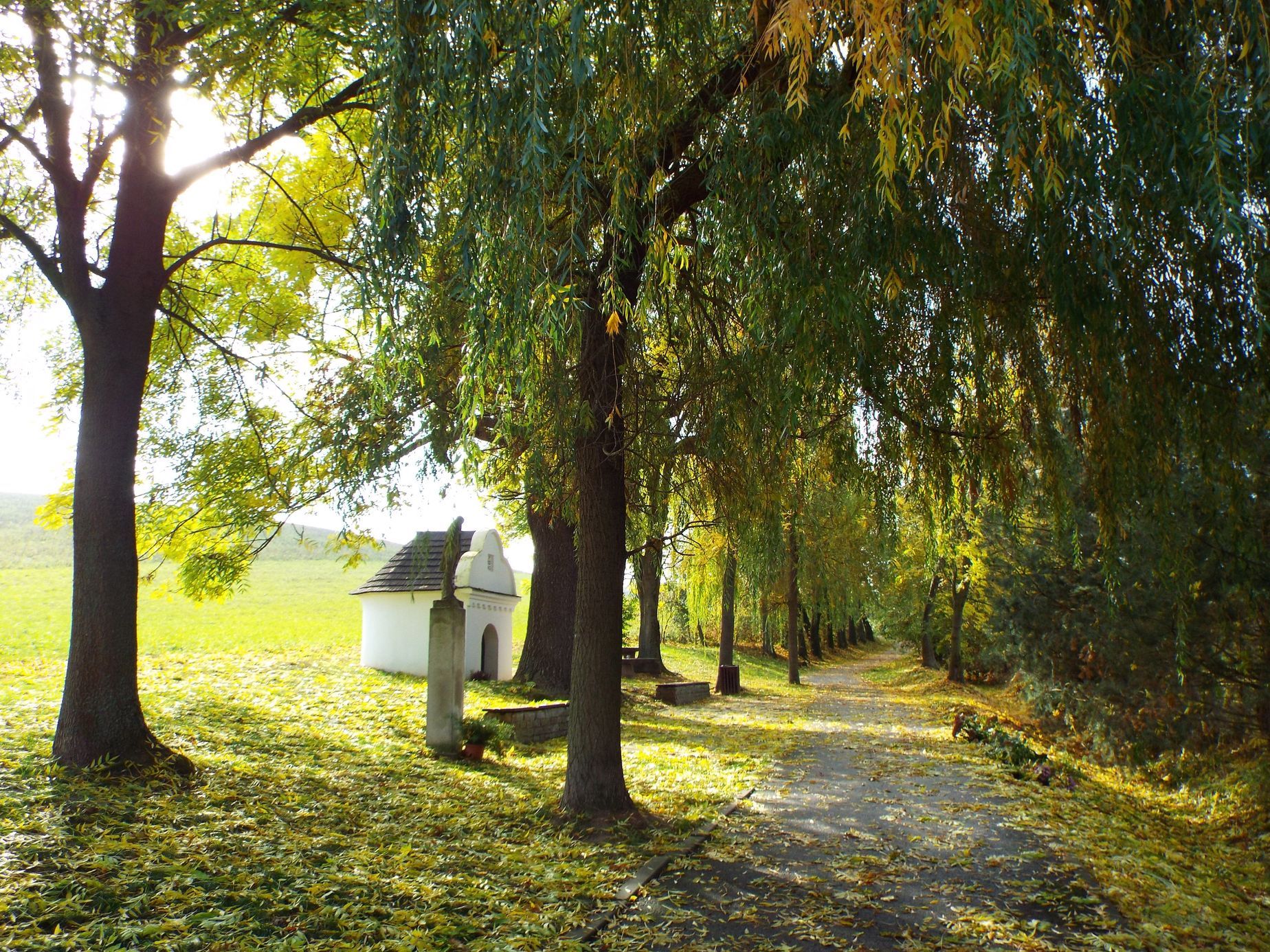 Statní ochránci dávných cest. Nejhezčí alej roku je na místě vyhaslé ...