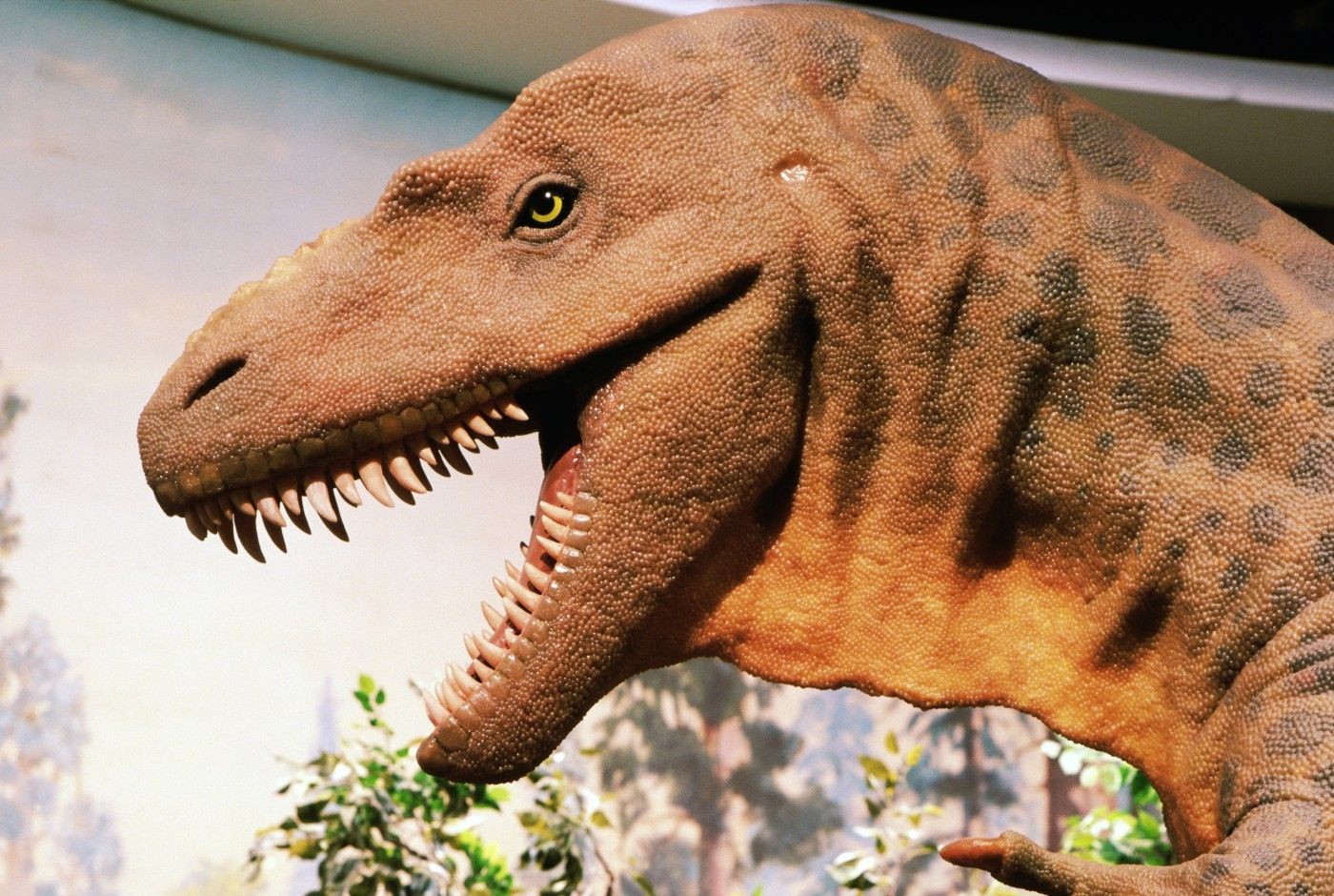 Zajímavosti o dinosaurech aneb Věděli jste, že... - Žena.cz - magazín ...