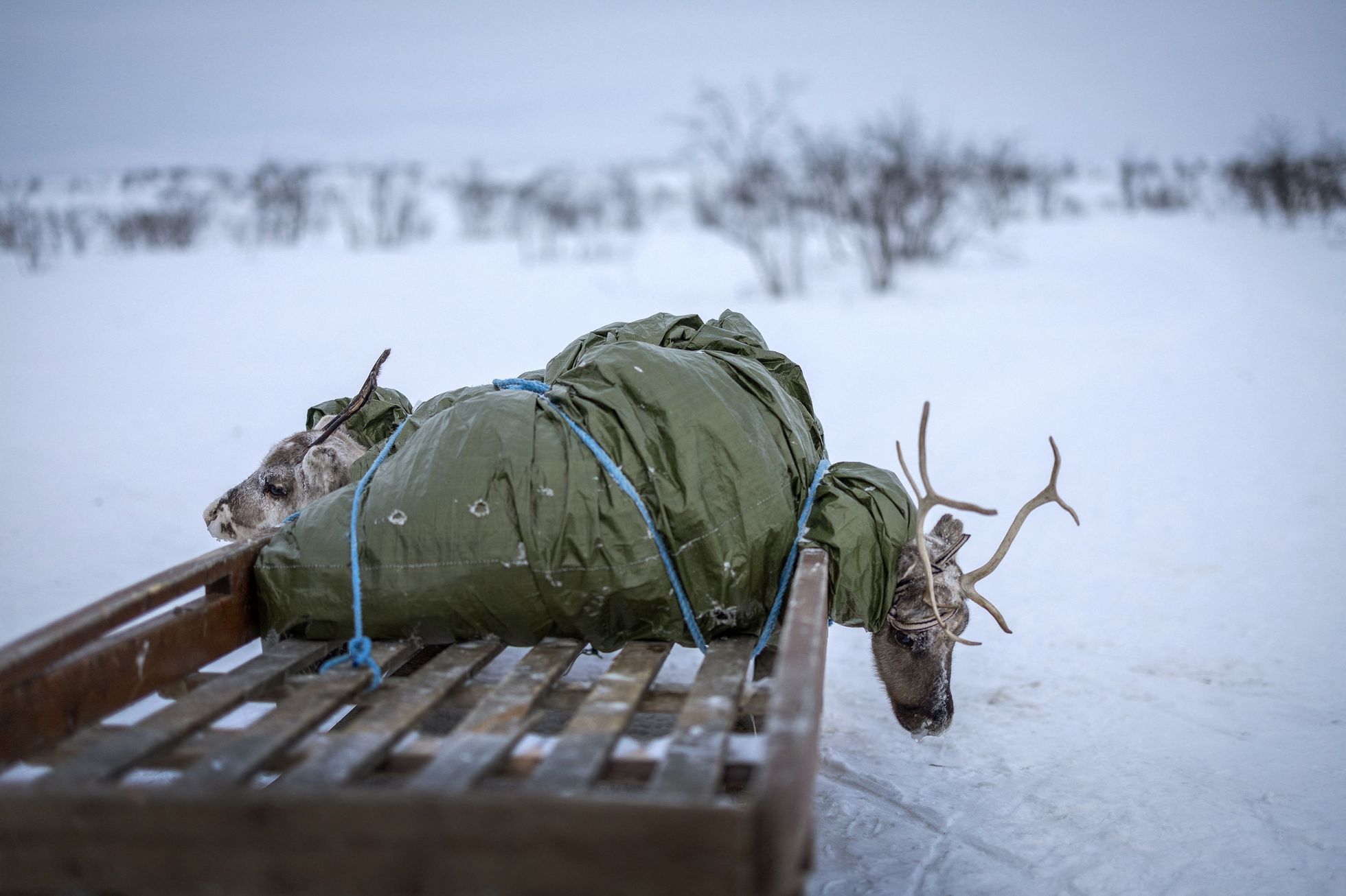 Laponci se opřeli do norské vlády. Stavba elektrického vedení ničí sobí ...