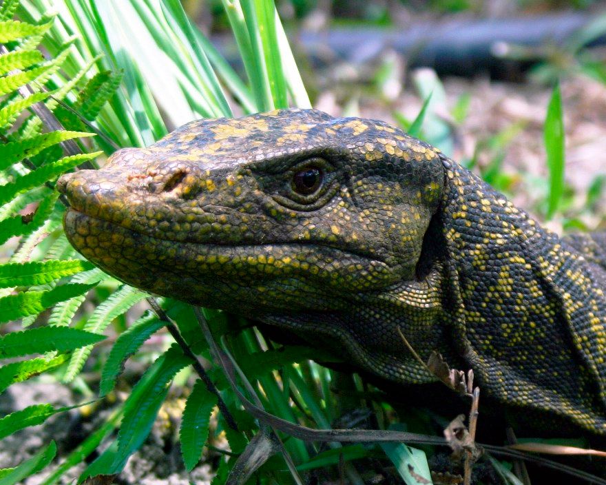 Vědci objevili dvoumetrového varana, žije na stromech - Aktuálně.cz