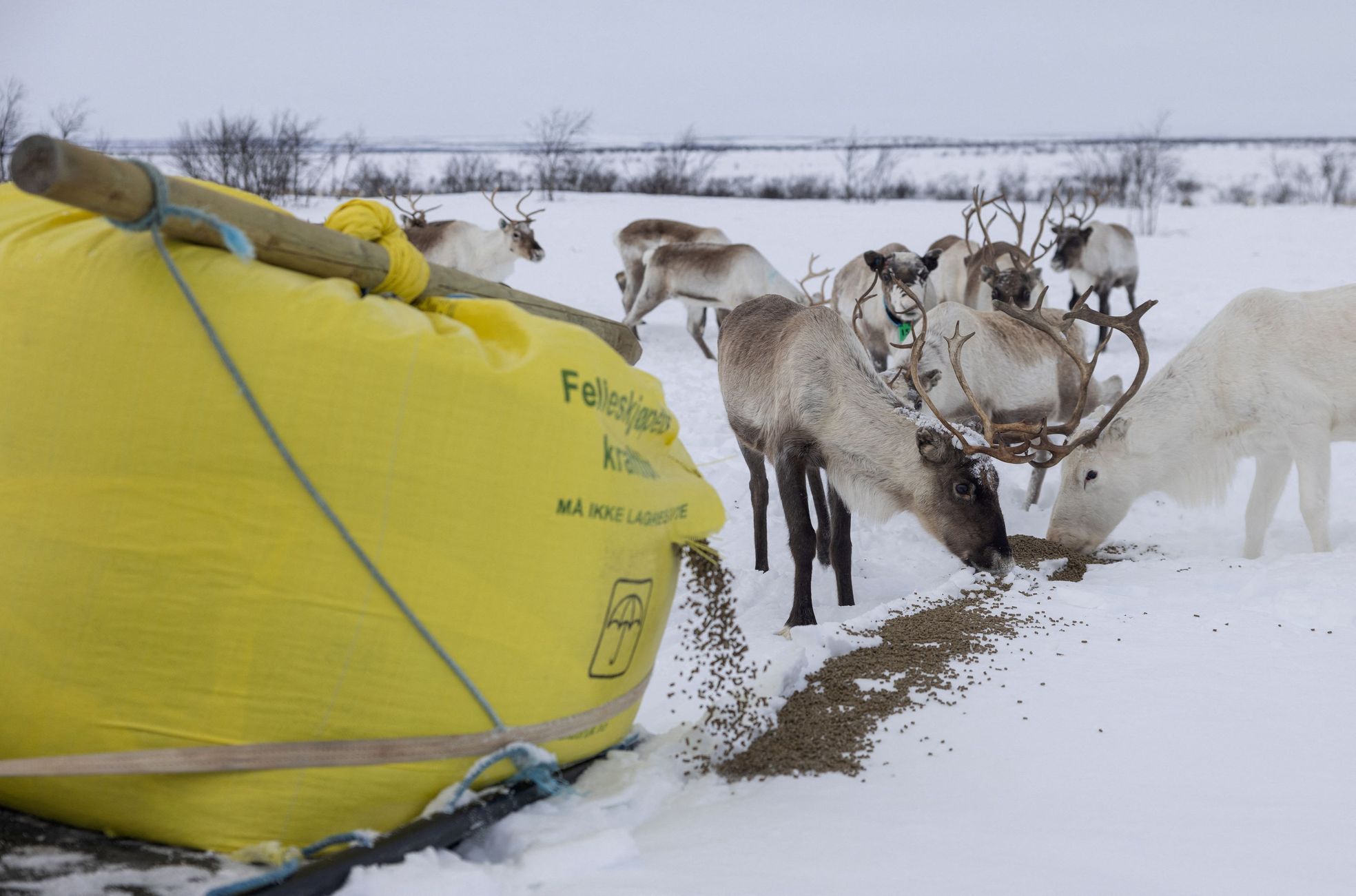Laponci se opřeli do norské vlády. Stavba elektrického vedení ničí sobí ...