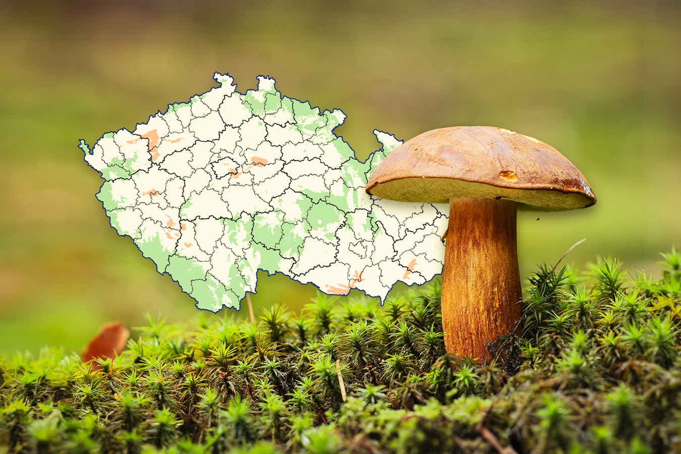 Mapa: Kde rostou houby? - Aktuálně.cz
