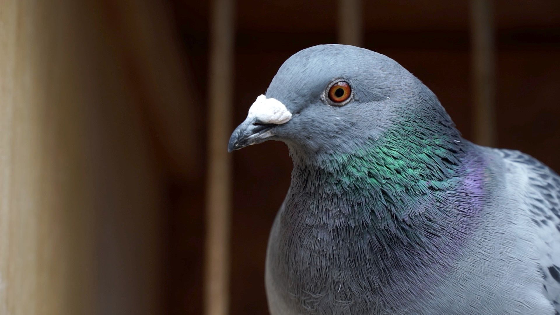 Holub za 32 milionů? V Asii se na ně sází, u nás jsou i za desetitisíce ...