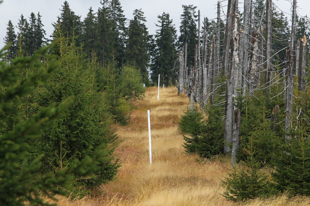 Obrazem: Kůrovec surovec? Ne tak docela, dokázali čeští výzkumníci. Les ...