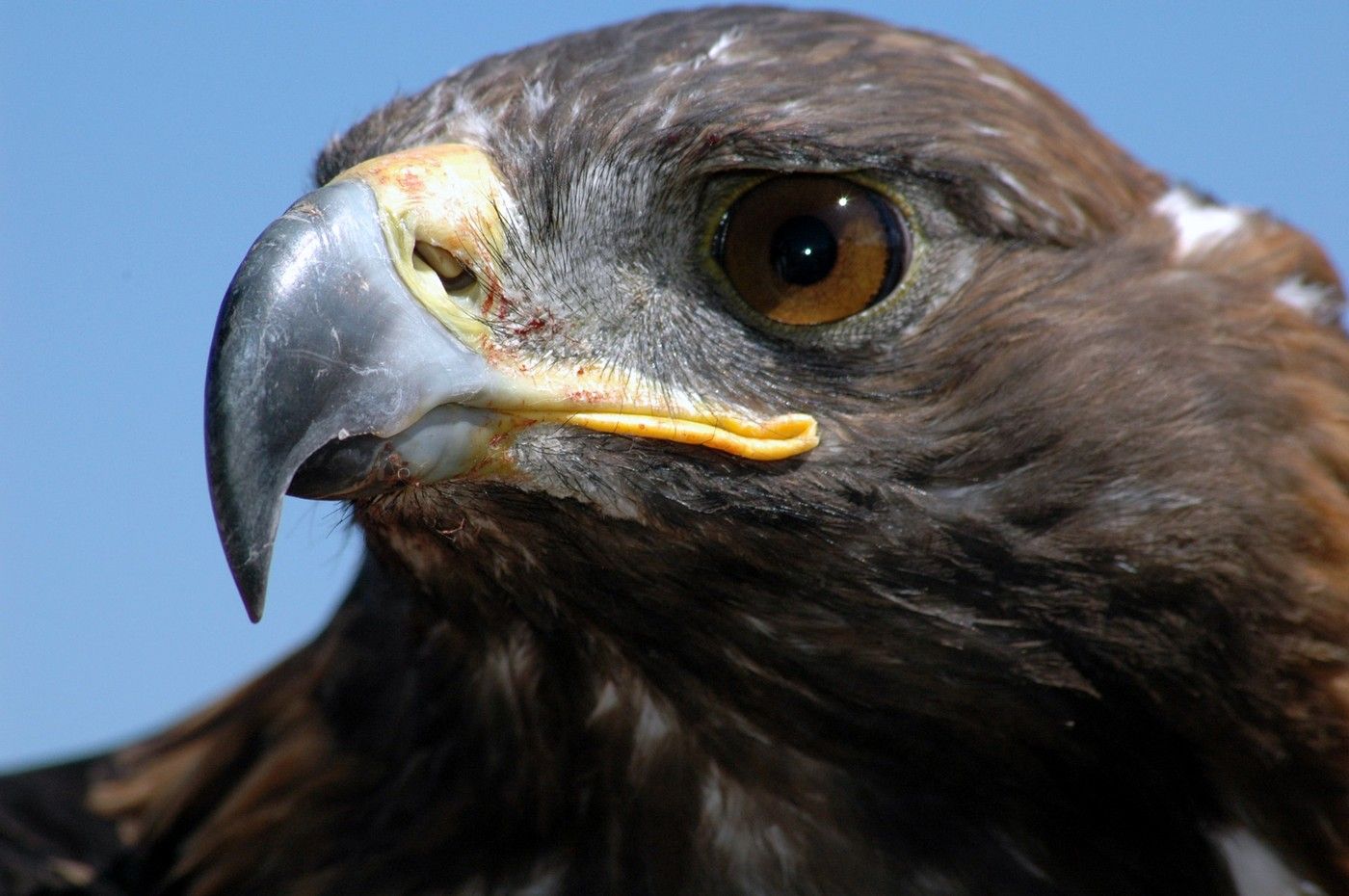 Agresivní mladý orel v Norsku zaútočil na čtyři lidi. Zřejmě měl ...