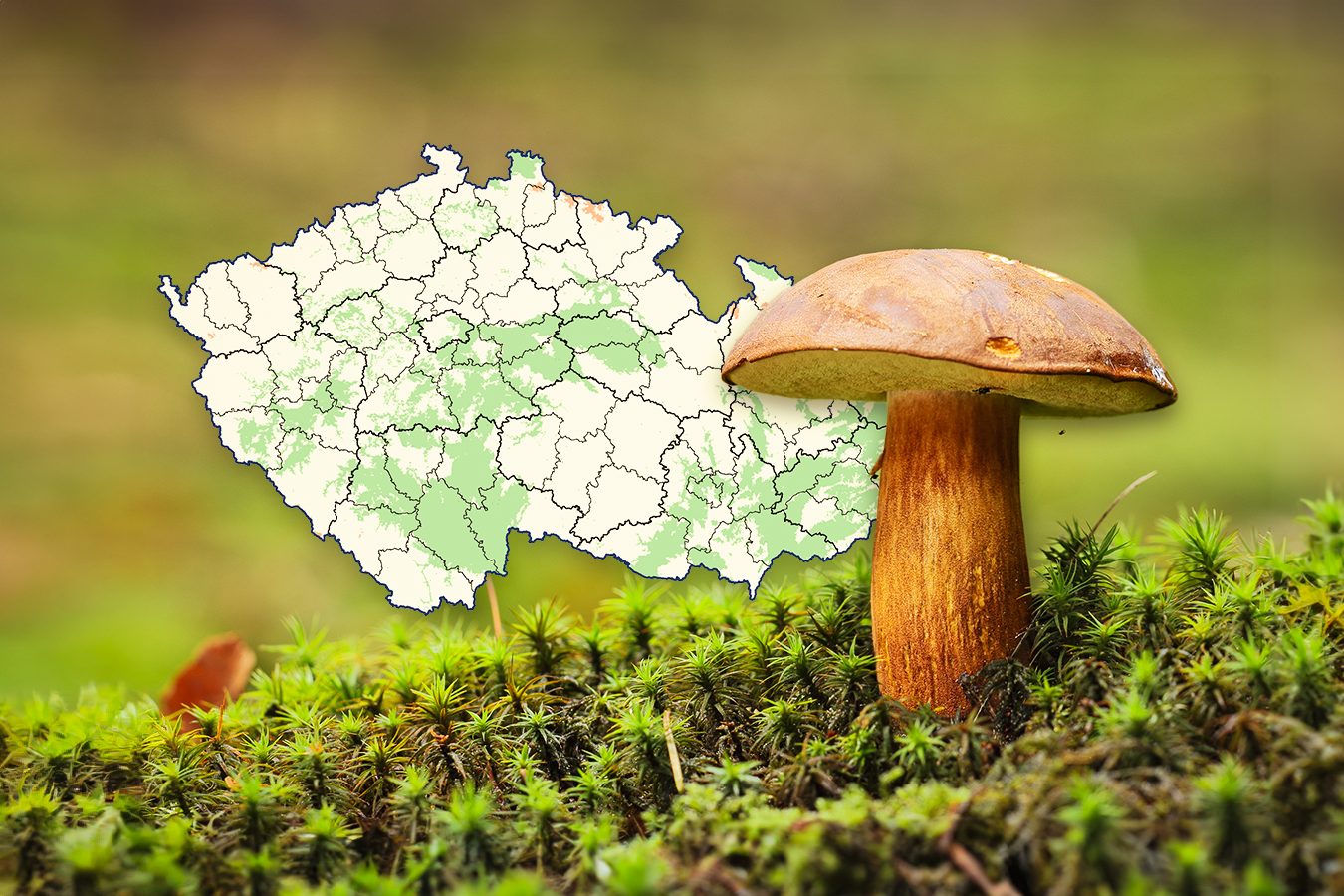 Mapa: Kde rostou houby? - Aktuálně.cz