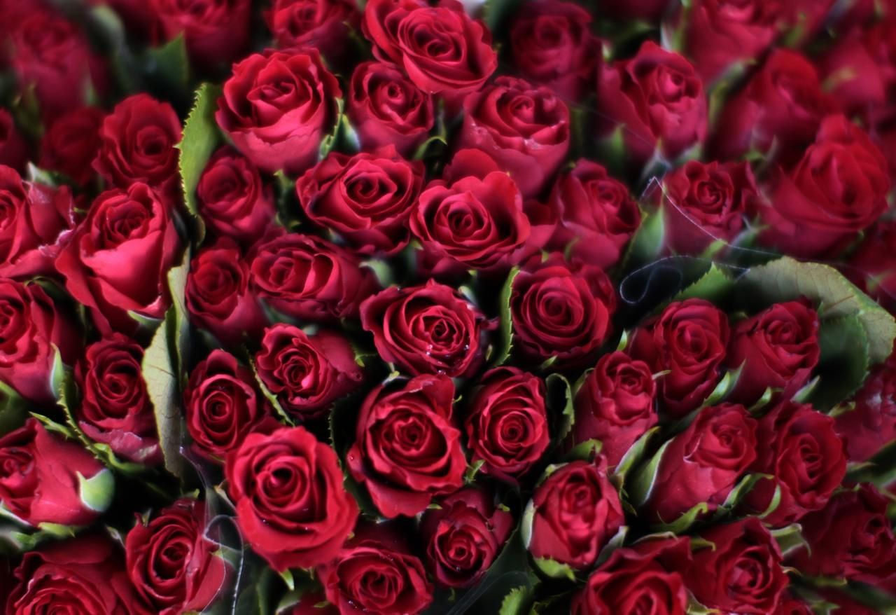 Sv. Valentýn: Svátek zamilovaných a rudých růží - Aktuálně.cz