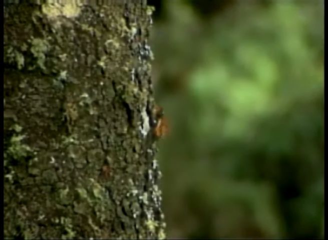 Jako tažní ptáci. Motýli letí za teplem - Aktuálně.cz