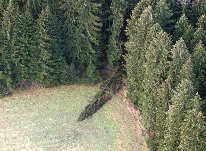 Kůrovec řádí v českých lesích. Nejvíc za padesát let - Aktuálně.cz