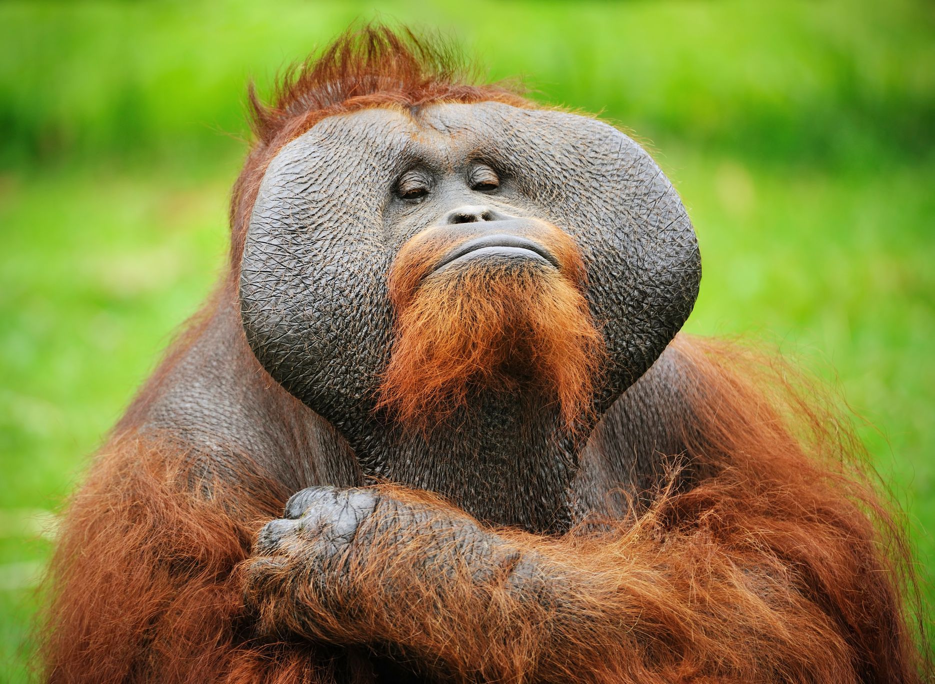 Roztomilé i fascinující fotky zvířat. Podívejte se na zamyšlené psy ...