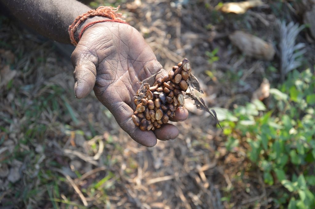 Direct trade - káva dovezená přímo z farmy - Aktuálně.cz