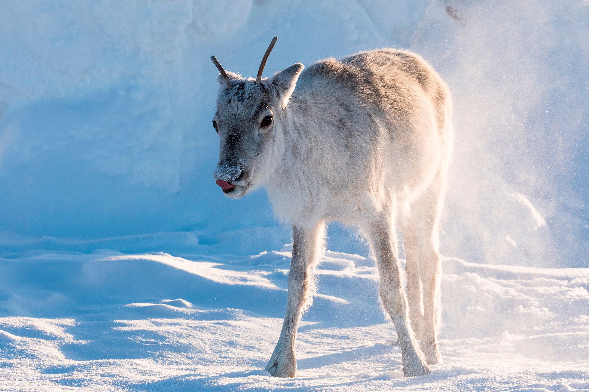 Jak žijí Santa Clausovi sobi? Zvířata si také užívají života, říká ...