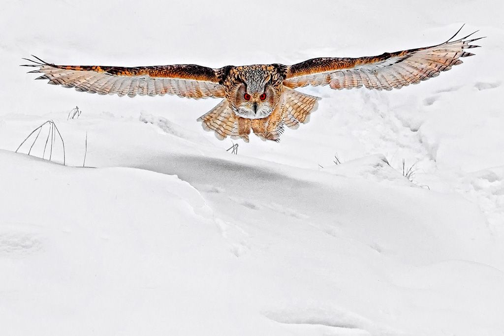 Obrazem: Toto jsou nejkrásnější umělecké fotografie přírody a života v ...