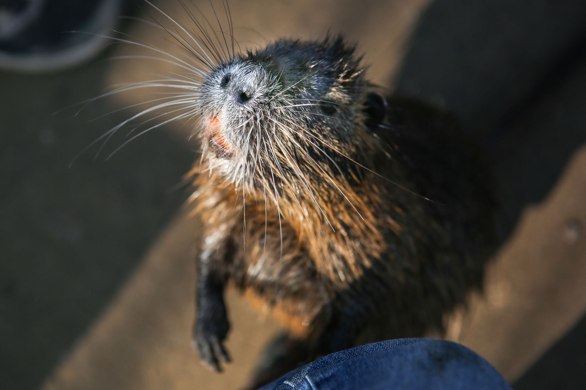 Foto: Nekrmte nutrie, prosí Praha. Chlupáči se ale stali atrakcí ...