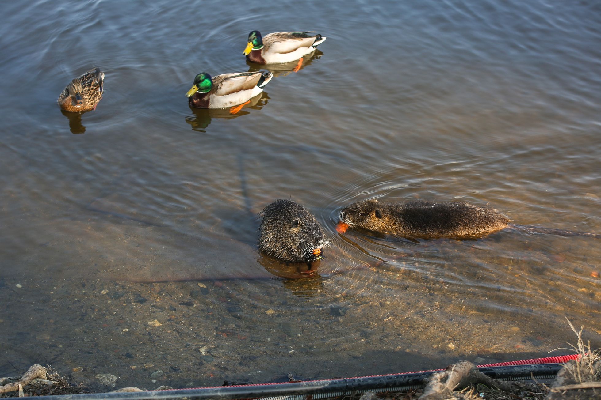 Foto: Nekrmte nutrie, prosí Praha. Chlupáči se ale stali atrakcí ...