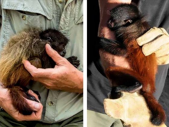 Dobrodruh Jan Dungel: Nový druh opice jsem dřív snědl, než objevil ...