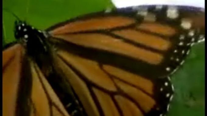 Jako tažní ptáci. Motýli letí za teplem - Aktuálně.cz