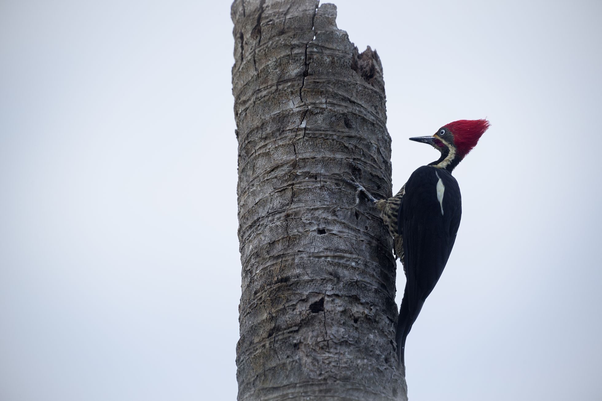 Už jen na fotkách. Obří datel, roztomilý delfín i "žijící fosilie" loni vyhynuli - Aktuálně.cz