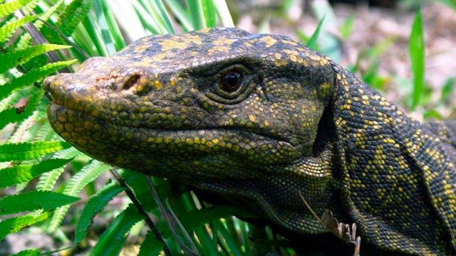 Vědci objevili dvoumetrového varana, žije na stromech - Aktuálně.cz