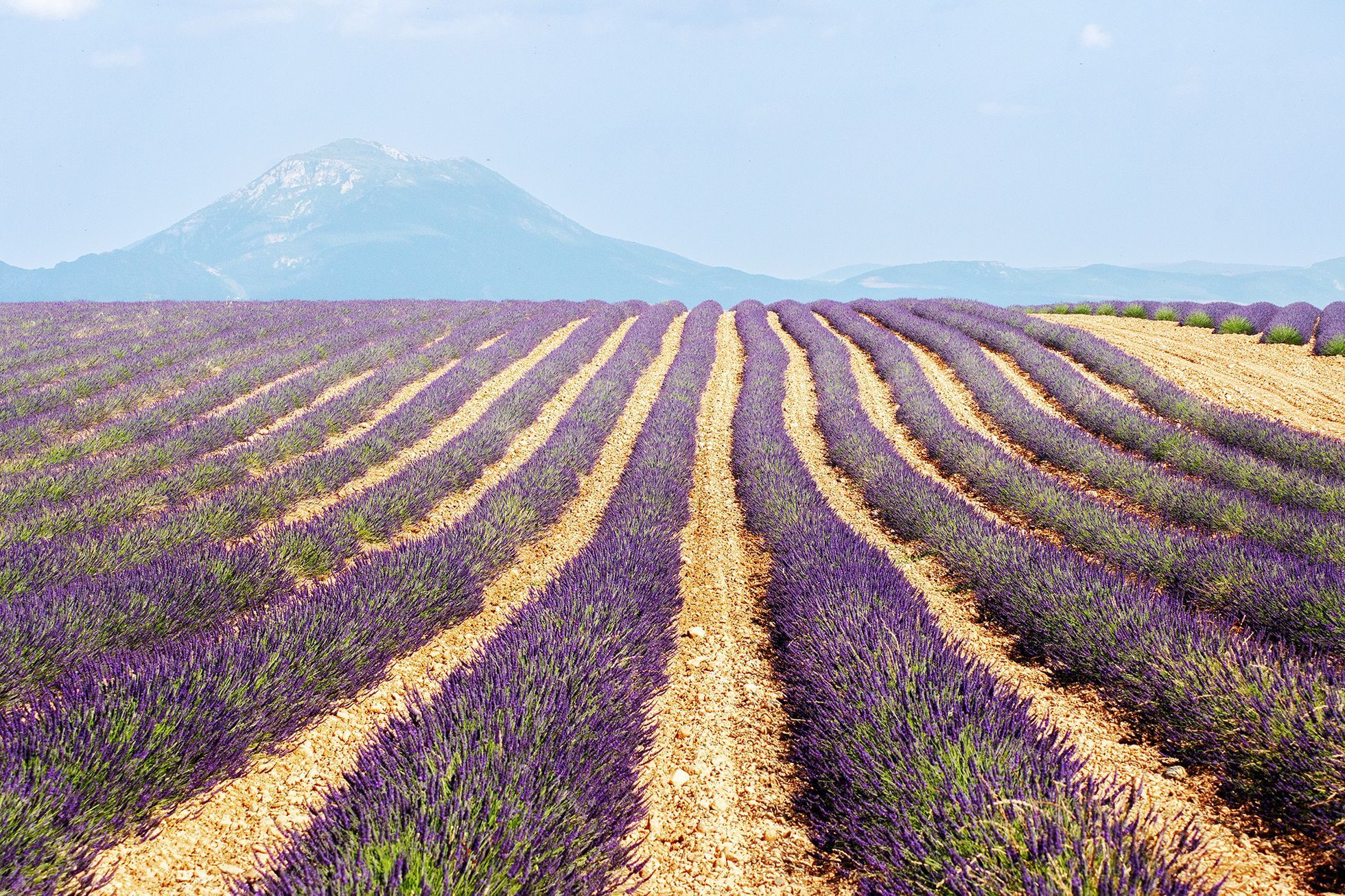 Obrazem: Omamná vůně levandulí v Provence. Užíval si ji i český malíř ...