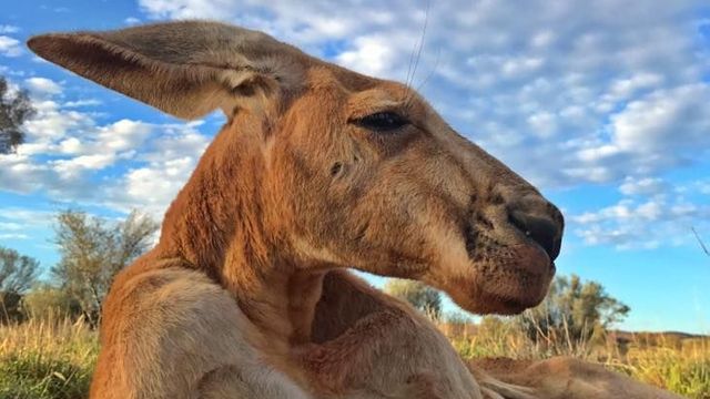 Zemřel nejznámější klokan na světě. Svalnatému Rogerovi bylo 12 let ...