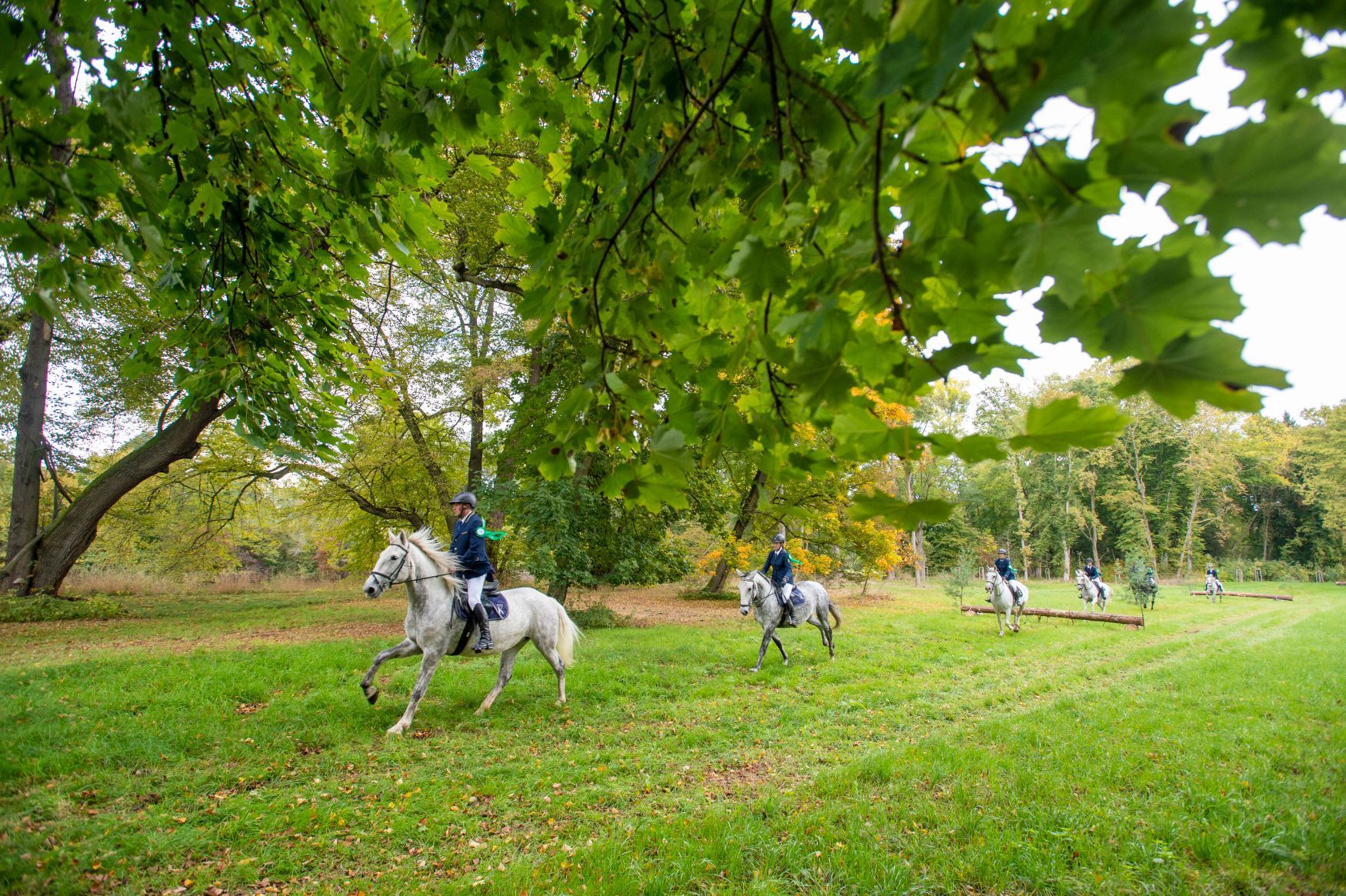 Národní hřebčín Kladruby - Aktuálně.cz