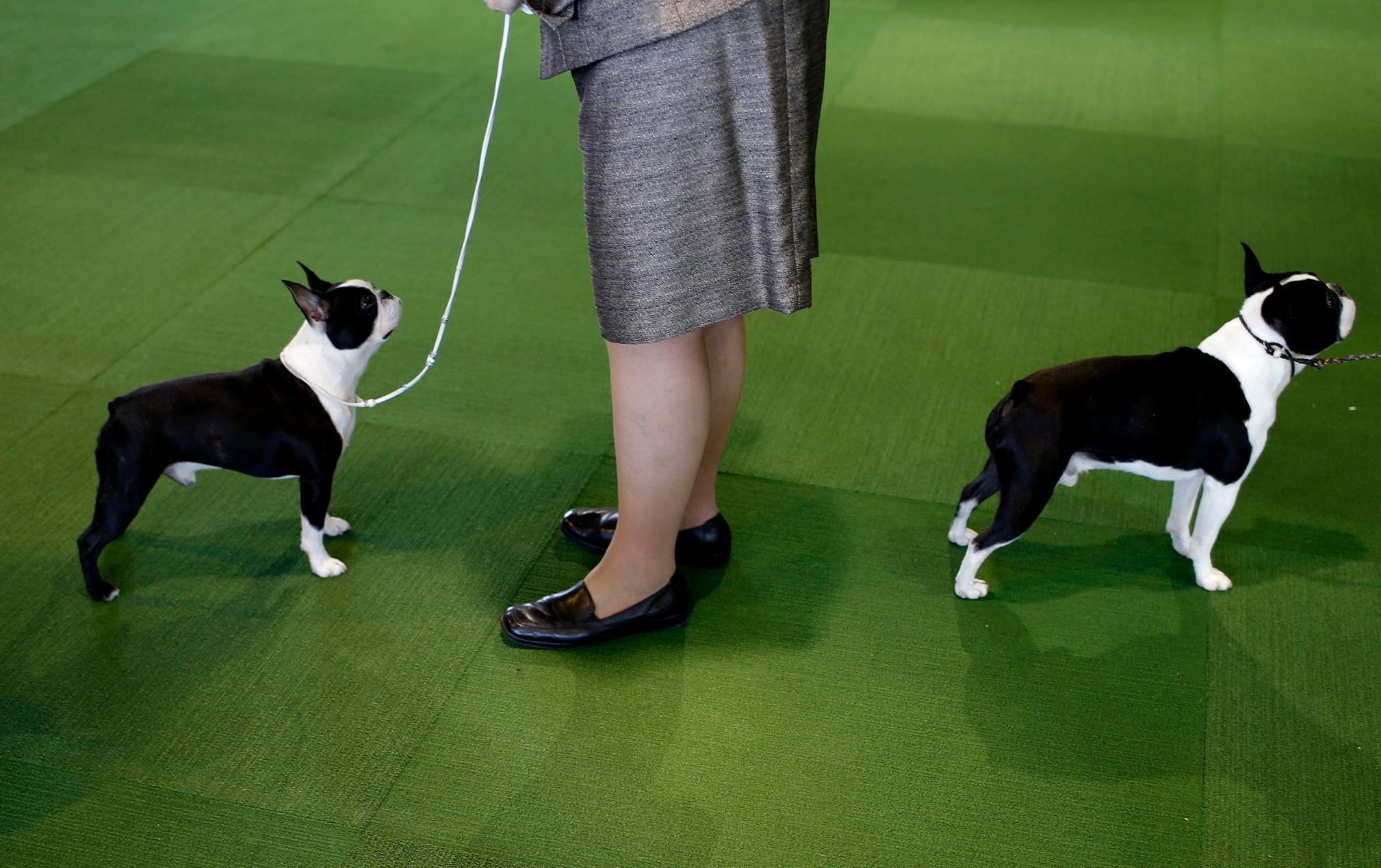 Westminster Kennel Club s Dog Show V New Yorku Aktu ln cz Westminster Kennel Club s Dog Show V New Yorku Aktu ln cz