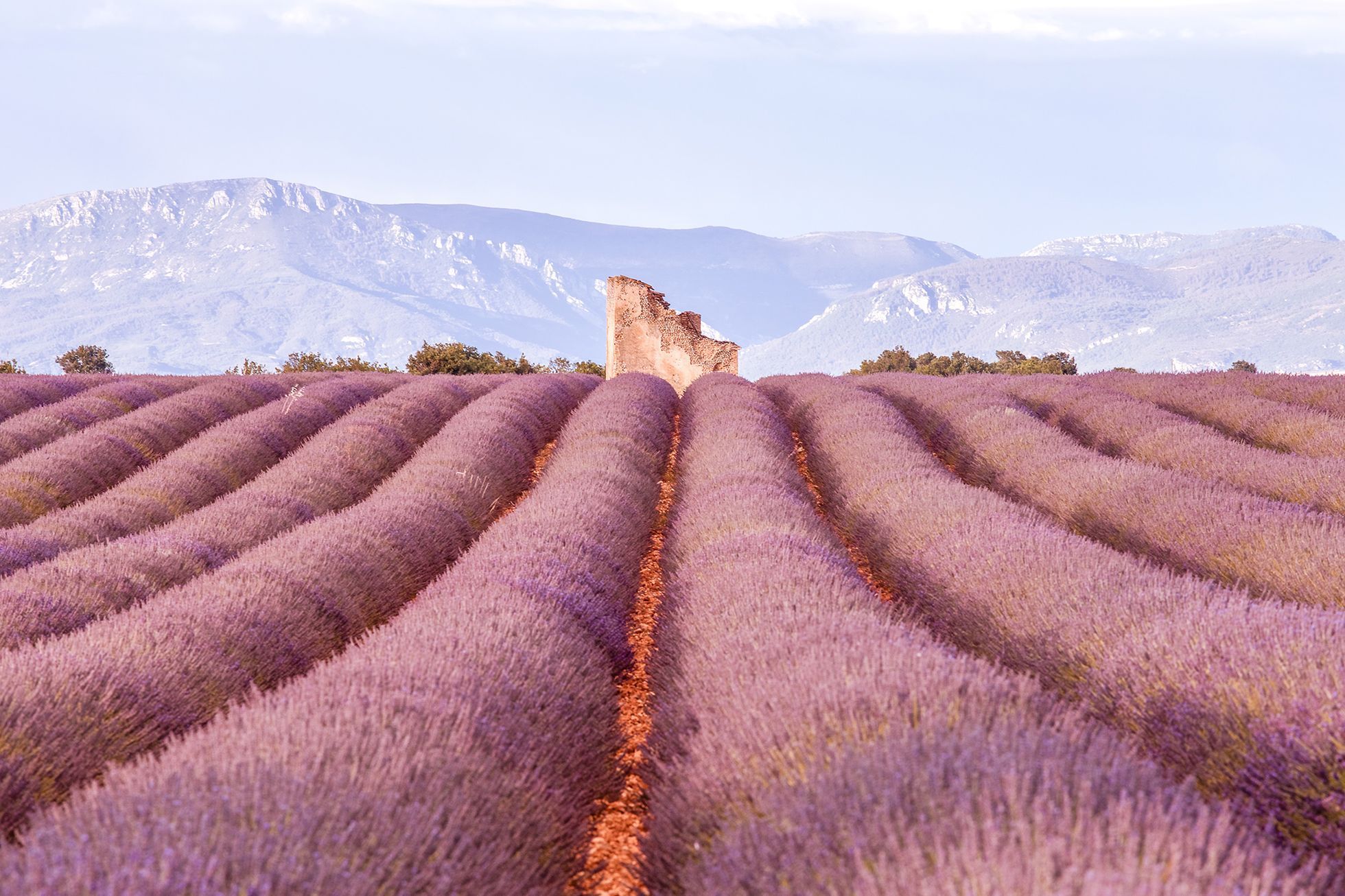 Obrazem: Omamná vůně levandulí v Provence. Užíval si ji i český malíř ...